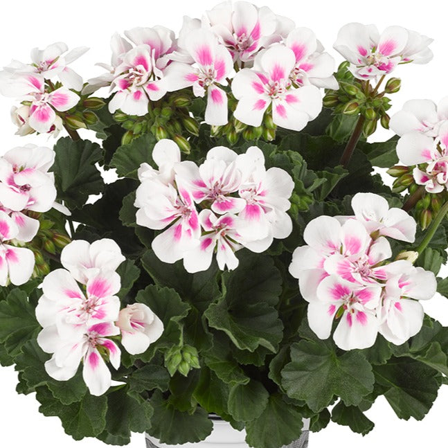 Géranium Zonale Dolce Vita Stella White Dès 1.90€