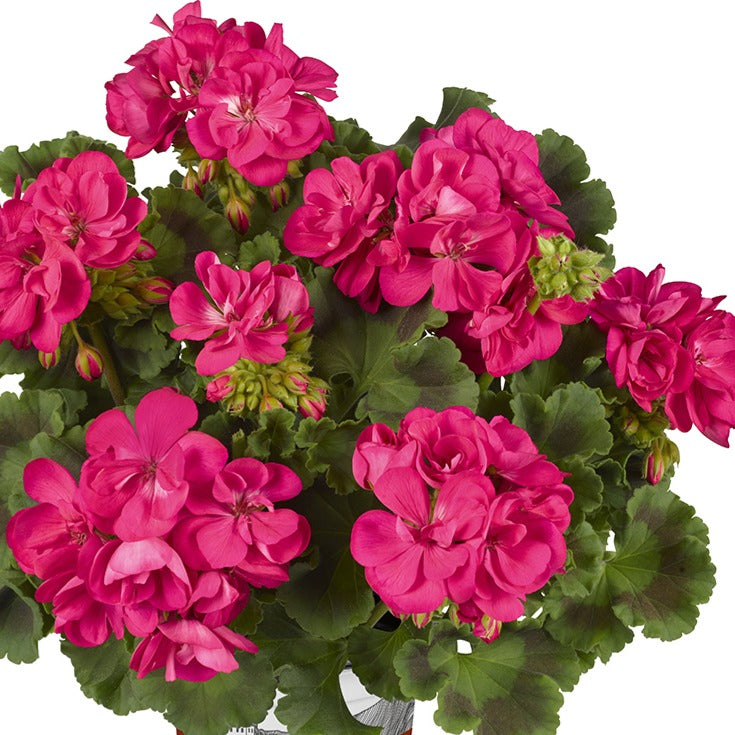 Géranium Zonale Smart Carla Dès 1.90€