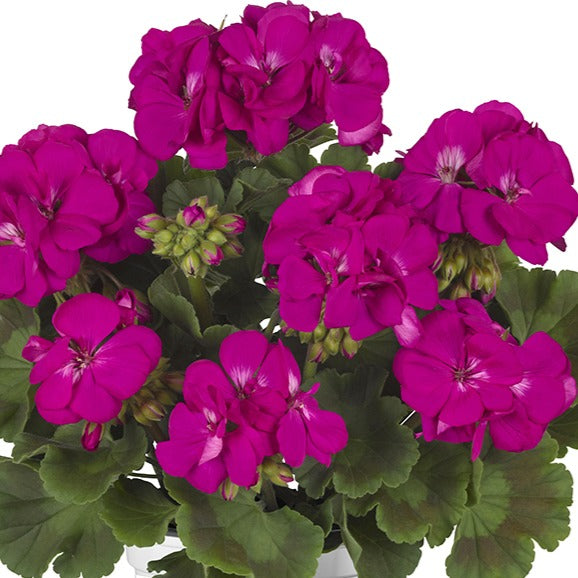 Géranium Zonale Smart Marianne Dès 1.90€