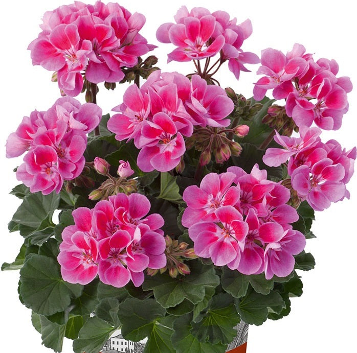 Géranium Zonale Castello Raiko Dès 1.90€